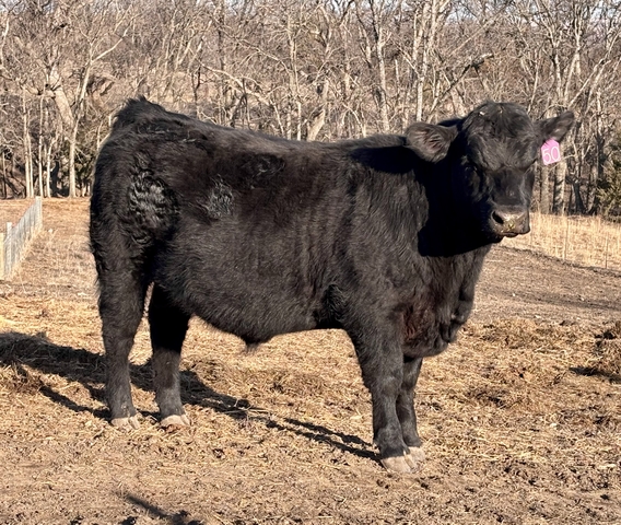 Registered Angus Bull - Nex-Tech Classifieds