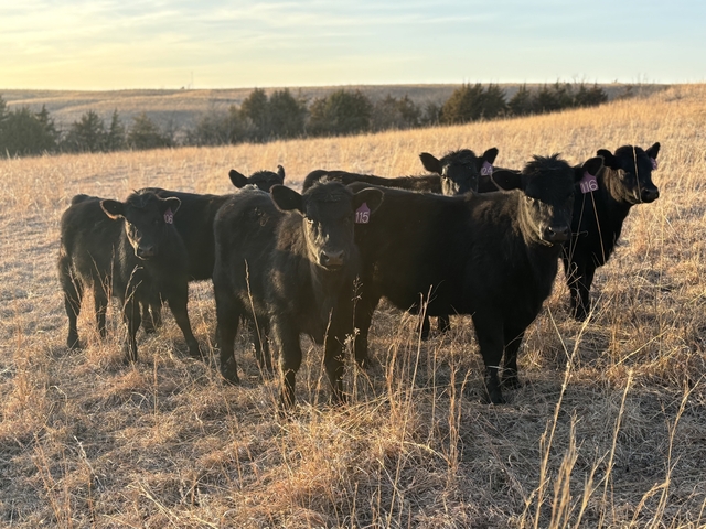 Registered Angus Heifers - Nex-Tech Classifieds