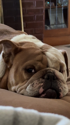 Bulldog - Nex-Tech Classifieds