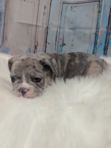 French Bulldog Puppy for Sale - Spud**Updated Pics!!** - Nex-Tech ...