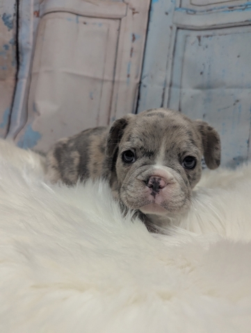French Bulldog Puppy for Sale - Spud**Updated Pics!!** - Nex-Tech ...