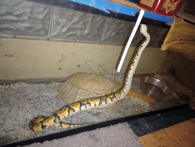 Lesser ball python female snake - Nex-Tech Classifieds