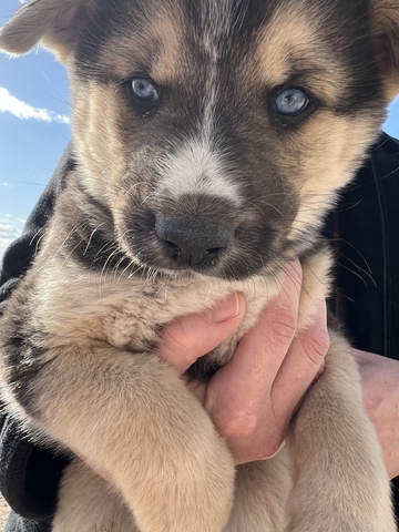 German Shepard / Husky Puppies - Nex-Tech Classifieds