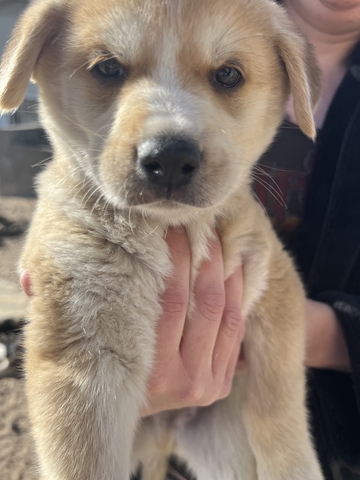 German Shepard / Husky Puppies - Nex-Tech Classifieds