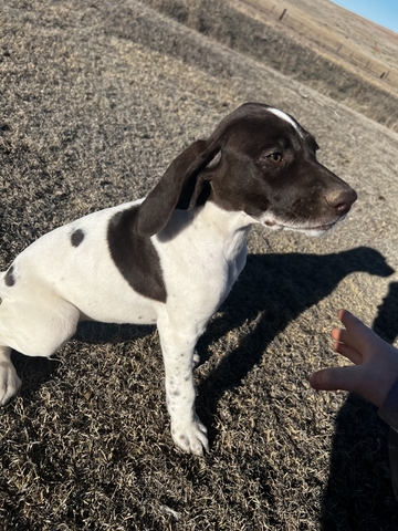 Friendly and confident GSP female. - Nex-Tech Classifieds