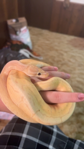 Male Ball Python - Nex-Tech Classifieds