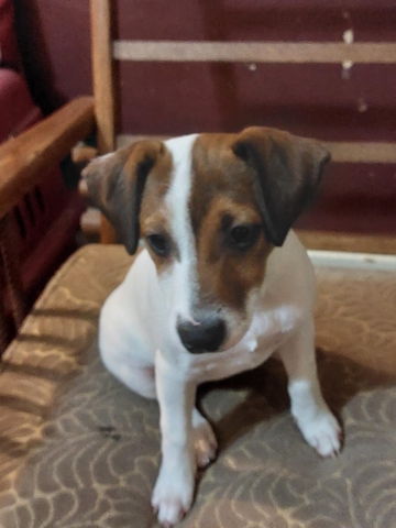 Jack-a-Bea - Nex-Tech Classifieds