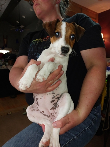 Jack-a-Bea - Nex-Tech Classifieds