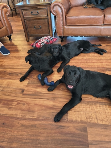 Lab/rot mixes - Nex-Tech Classifieds