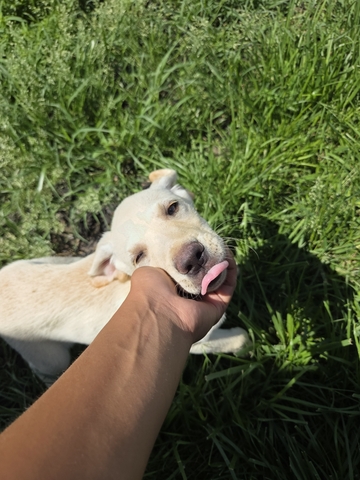 Lab puppjes - Nex-Tech Classifieds