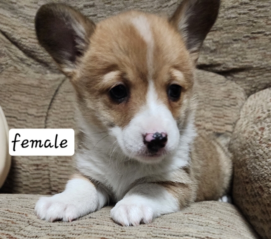 AKC Pembroke Welsh Corgi - Nex-Tech Classifieds