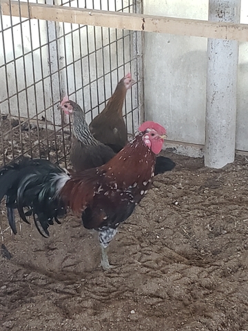 Ayam ketawa (laughing chickens) - Nex-Tech Classifieds
