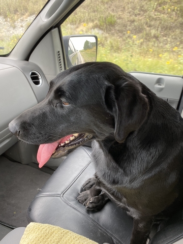 4 year old black lab - Nex-Tech Classifieds