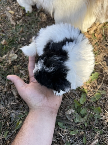 Corgi puppy’s - Nex-Tech Classifieds