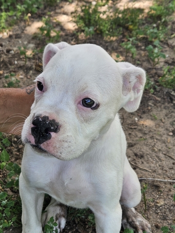 Boxer Pup - Nex-Tech Classifieds