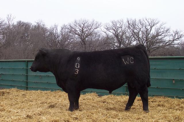 Wolf Creek Angus Ranch -- Bulls - Nex-Tech Classifieds