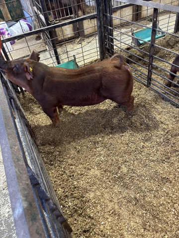 Replacement Duroc Female Gilt - Nex-Tech Classifieds