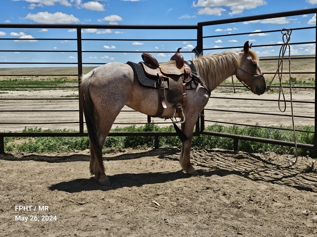 Working Horses with all healthcare - Geldings and Mares - Nex-Tech ...