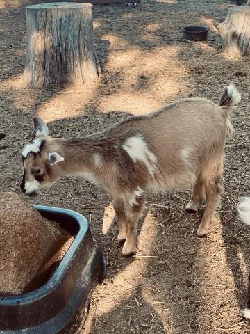 Pygmy/Nigerian doelings - Nex-Tech Classifieds