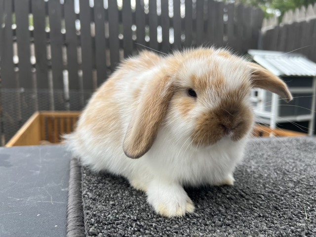 Holland Lop Bunny Rabbits - Nex-Tech Classifieds