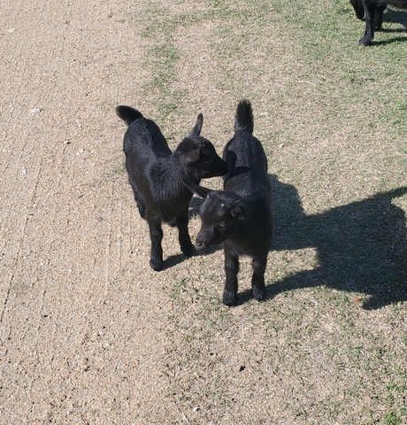 Whole family of 5 goats - Nex-Tech Classifieds