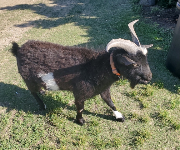 Whole family of 5 goats - Nex-Tech Classifieds