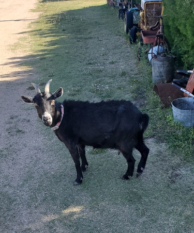 Whole family of 5 goats - Nex-Tech Classifieds