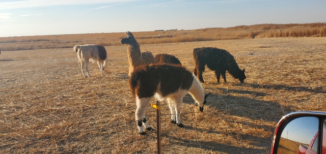 Llamas for sale - Nex-Tech Classifieds