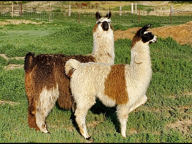 Llamas for sale - Nex-Tech Classifieds