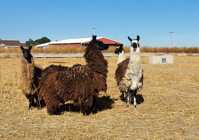 Llamas for sale - Nex-Tech Classifieds