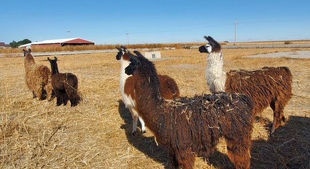 Llamas for sale - Nex-Tech Classifieds