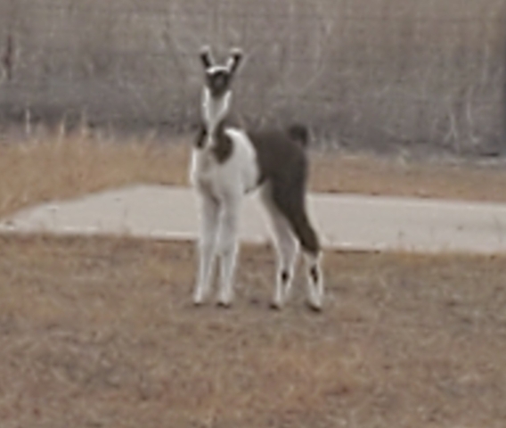 Llamas for sale - Nex-Tech Classifieds