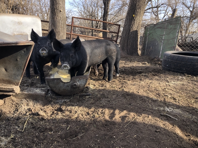 pigs - Nex-Tech Classifieds