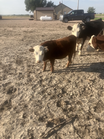 Micro mini Hereford heifer - Nex-Tech Classifieds