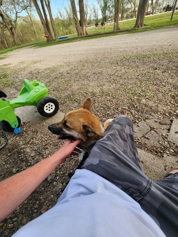 Good home needed for a good girl - Nex-Tech Classifieds