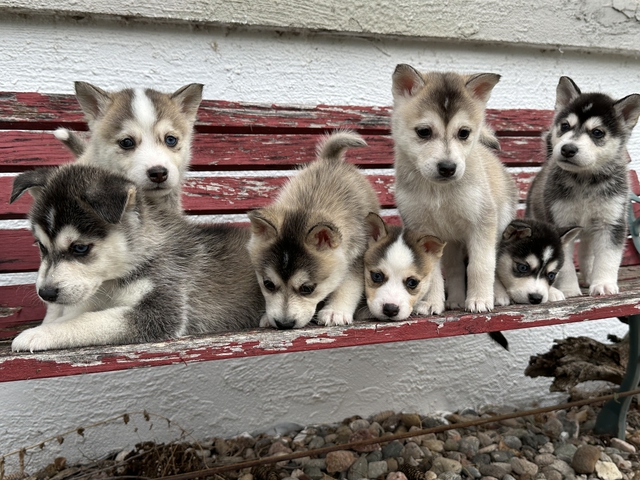 Husky/Miniature husky mix puppies - Nex-Tech Classifieds