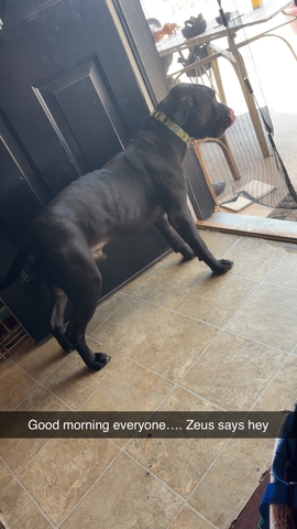 Free pup to good home. - Nex-Tech Classifieds