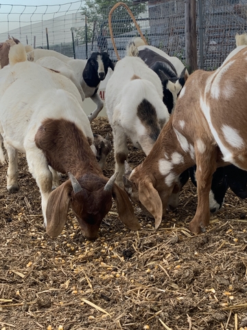 Boar kid goats - Nex-Tech Classifieds