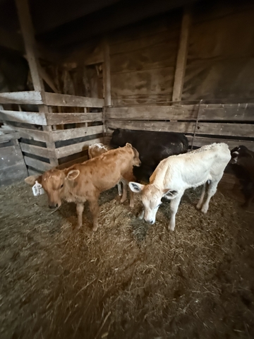 Bucket calves - Nex-Tech Classifieds