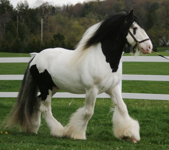 Gypsy Vanner Tobiano Gelding 15.2 Hands Alex - Nex-Tech Classifieds