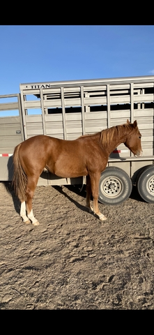 AQHA yearling gelding - Nex-Tech Classifieds