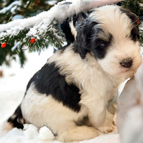 Bernedoodle puppies - Nex-Tech Classifieds