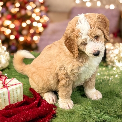 Bernedoodle puppies - Nex-Tech Classifieds
