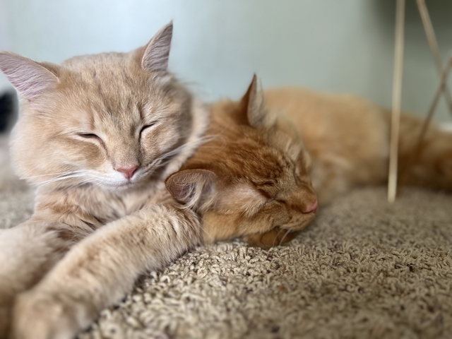 2 house trained cats - Nex-Tech Classifieds