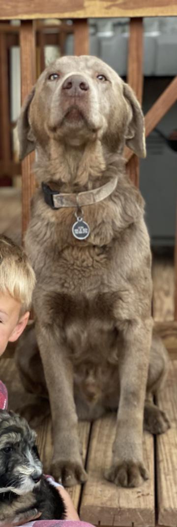 silver lab hunting dog - Nex-Tech Classifieds