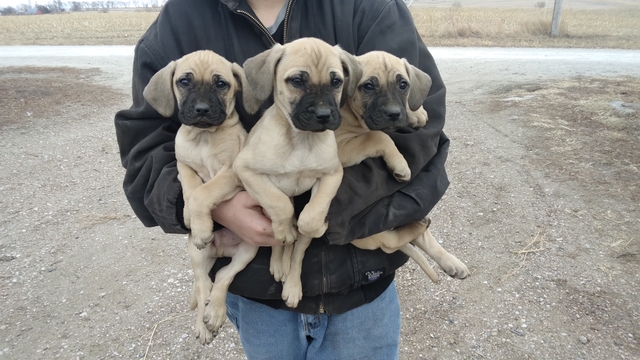 Ladner black mouth cur pups - Nex-Tech Classifieds