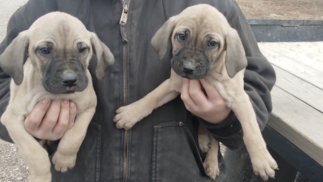 Ladner black mouth cur pups - Nex-Tech Classifieds