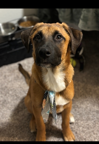 Doggo - Nex-Tech Classifieds
