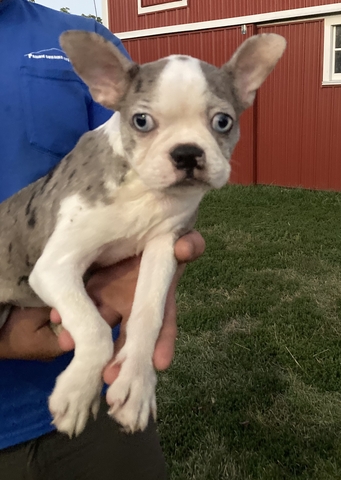 Boston Terrier - Nex-Tech Classifieds