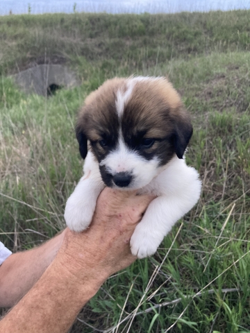 Livestock Guardian Dogs - Nex-Tech Classifieds